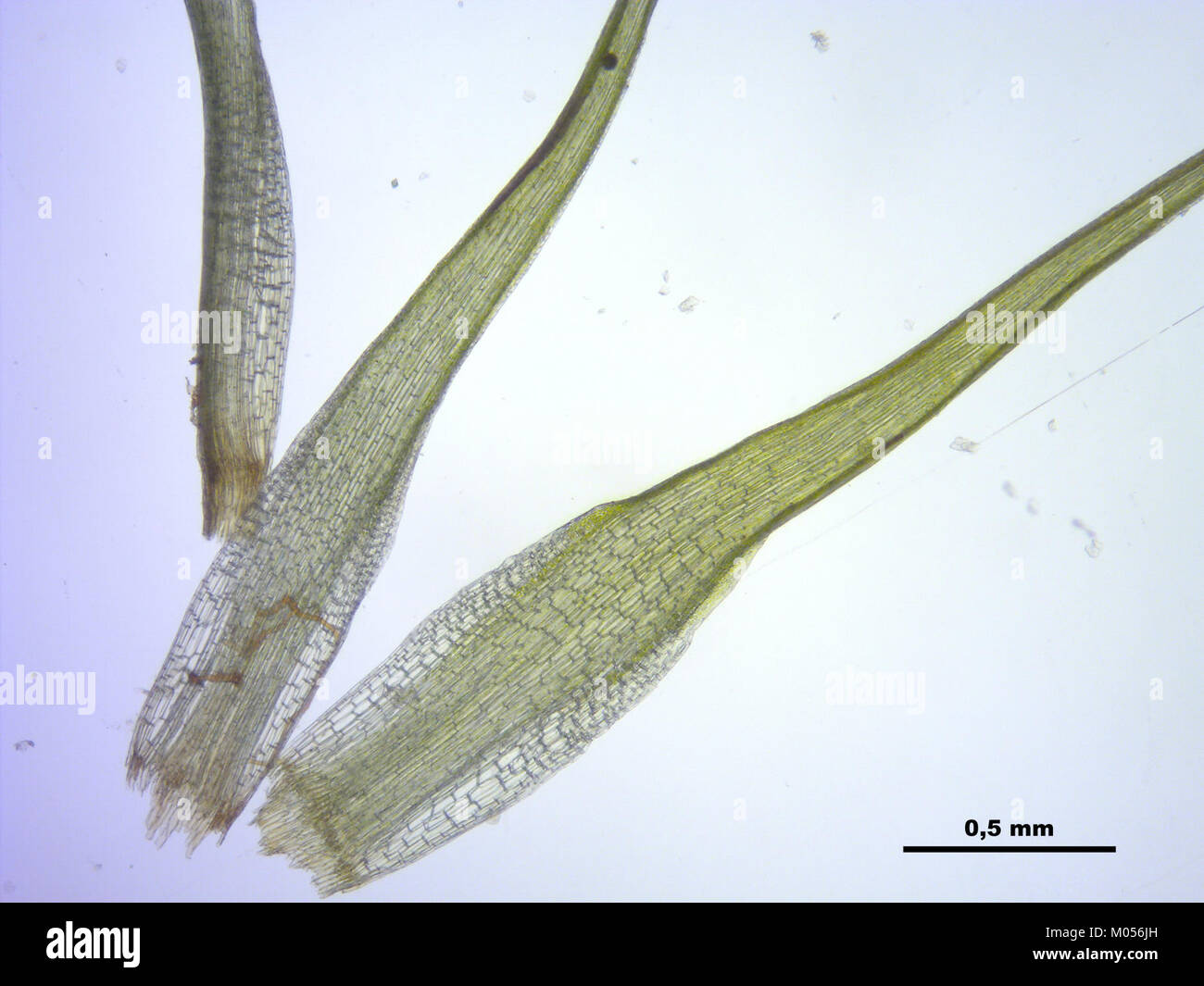Campylopus fragilis is a moss species belonging to the family ...