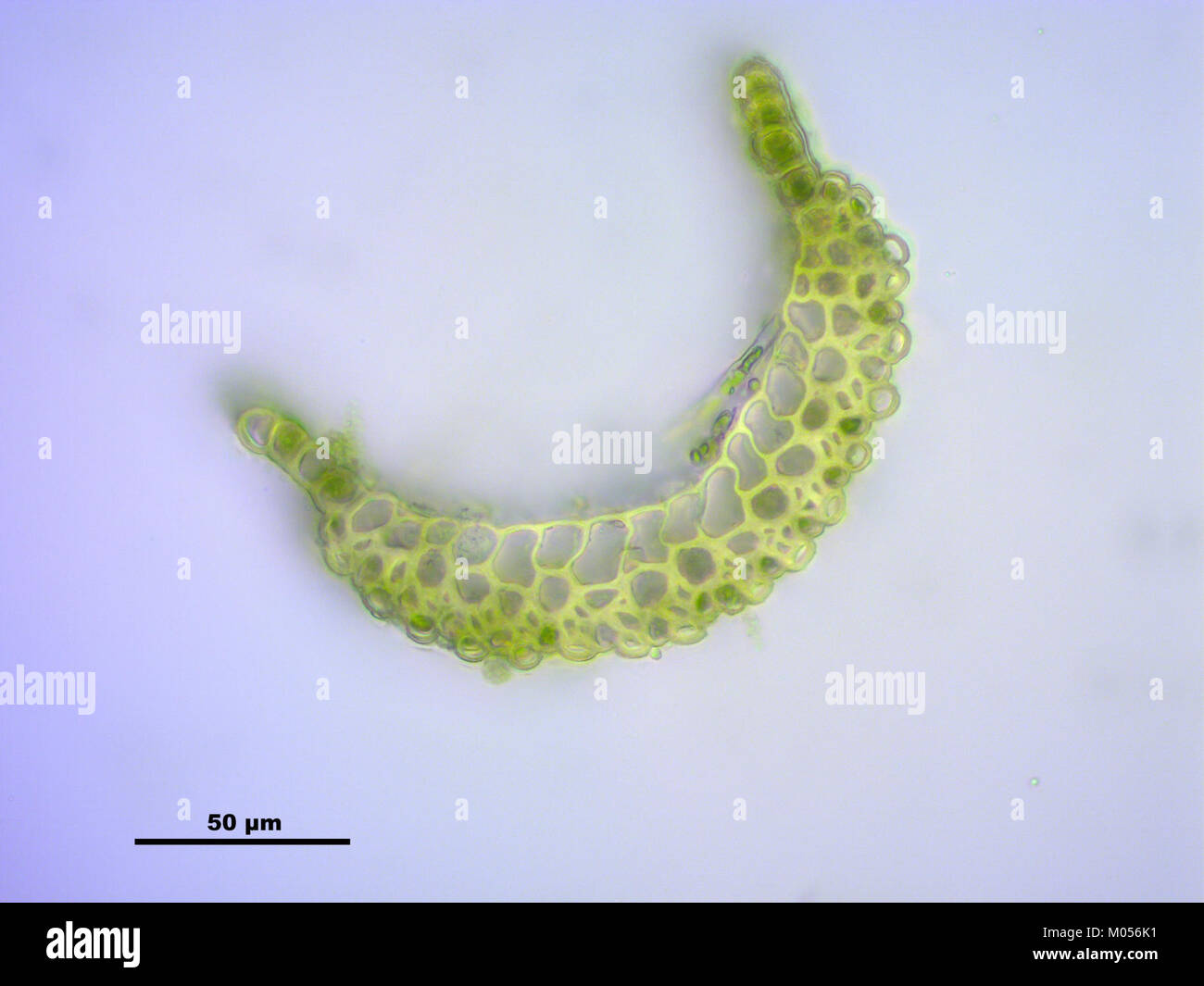 Various ecological zones hi-res stock photography and images - Alamy