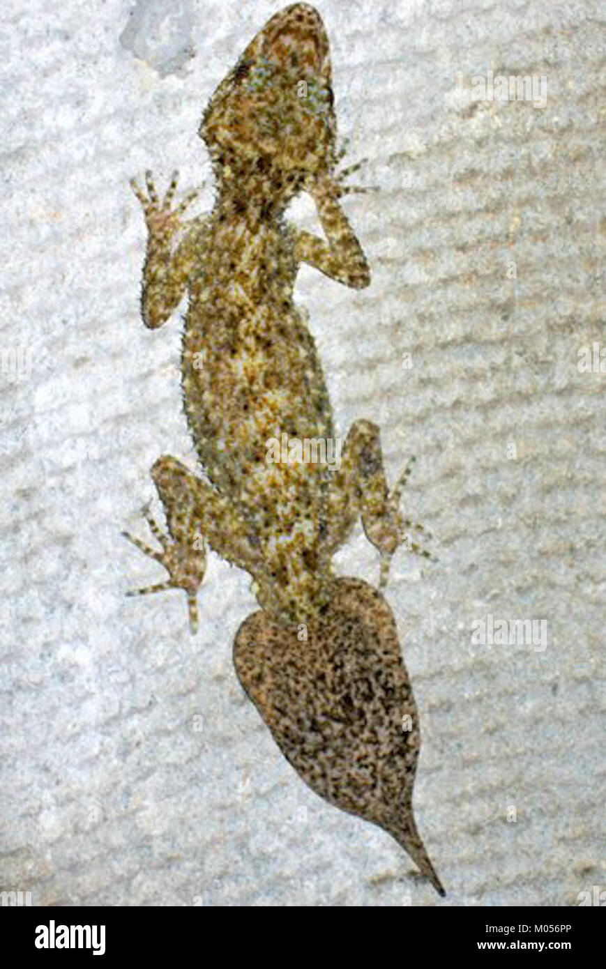 Gecko adaptations hi-res stock photography and images - Alamy