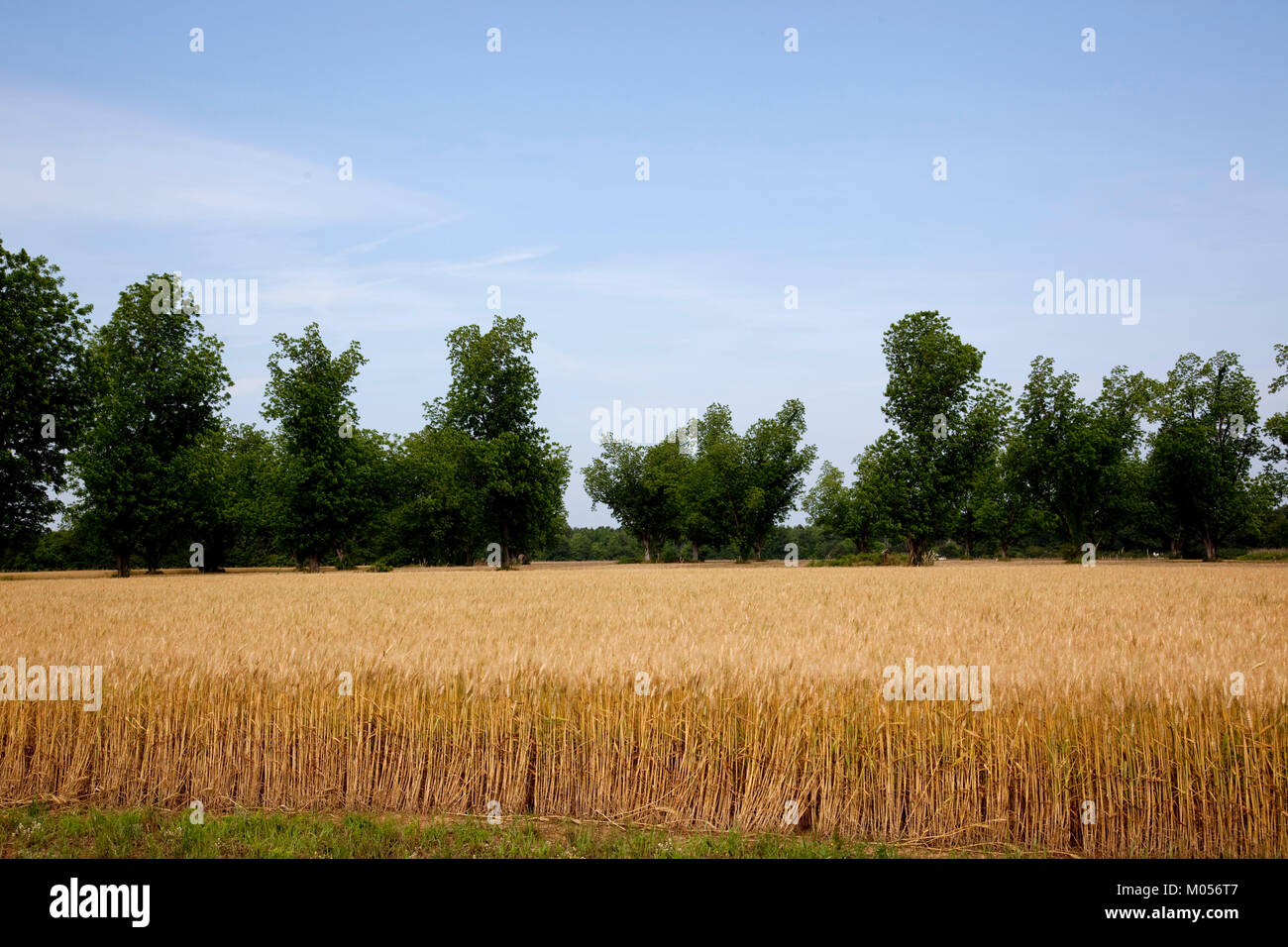 Alabama wheat hi-res stock photography and images - Alamy