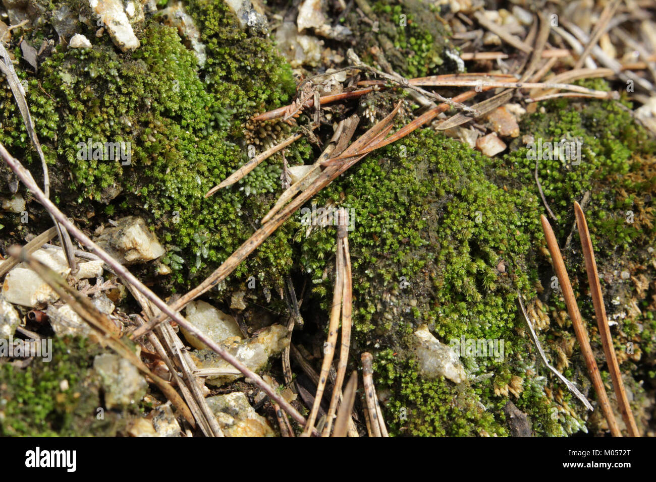 Bryaceae hi-res stock photography and images - Alamy