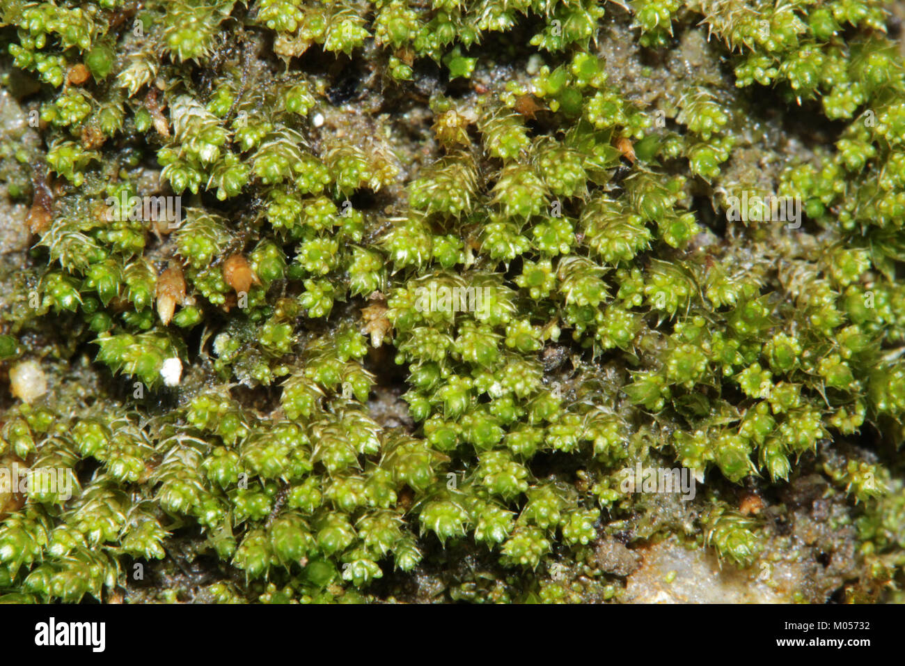 Bryum barnesii is a species of moss in the family Bryaceae, typically ...