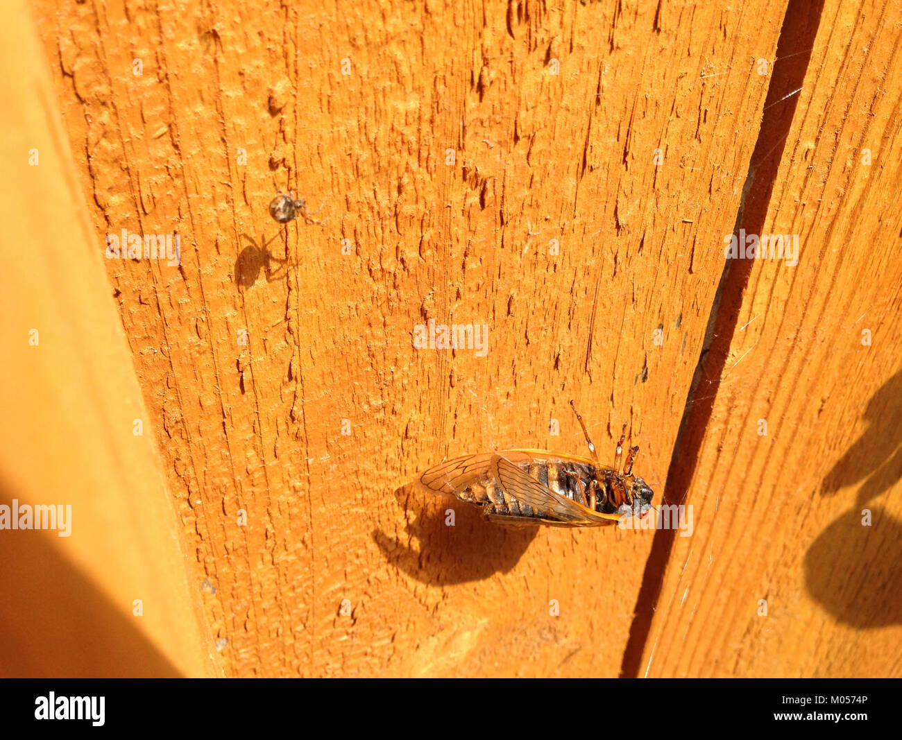 Brood V refers to a population of 17-year periodical cicadas ...