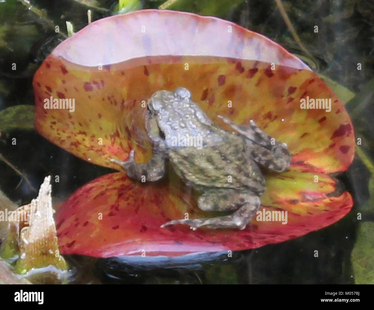 A European common toad (Bufo bufo) sits on a Nymphaea leaf, showcasing ...