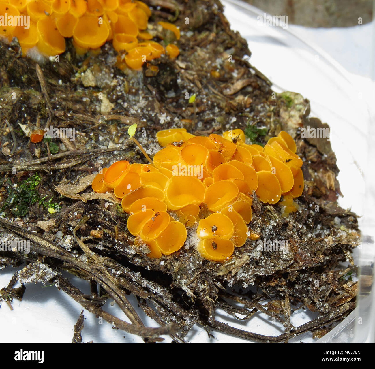 Fungus fungi fungal hi-res stock photography and images - Alamy