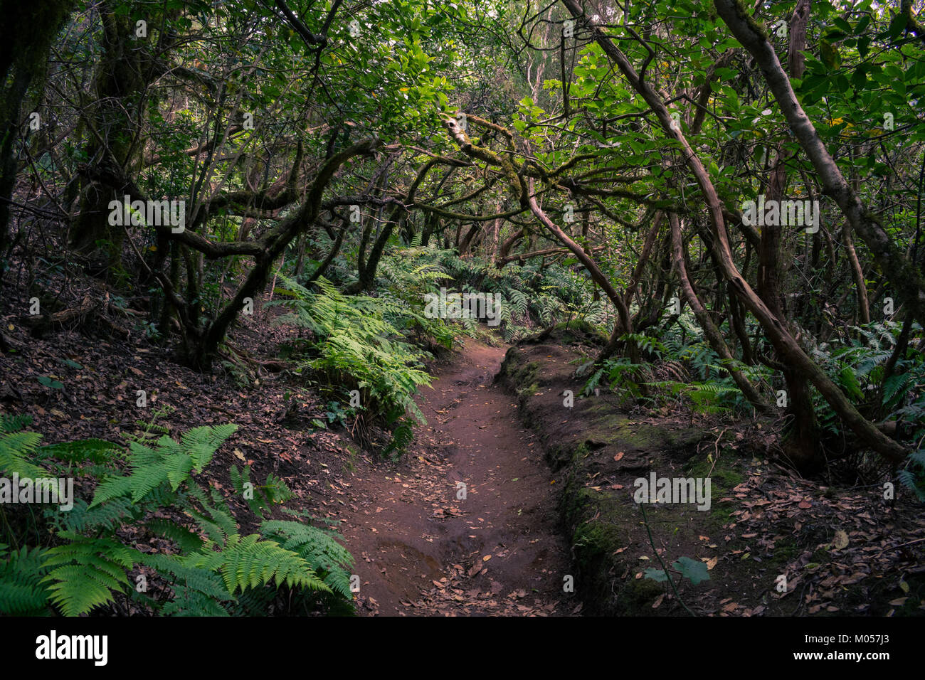 Bosque Encantado in Anaga is a magical forest located in the Anaga ...