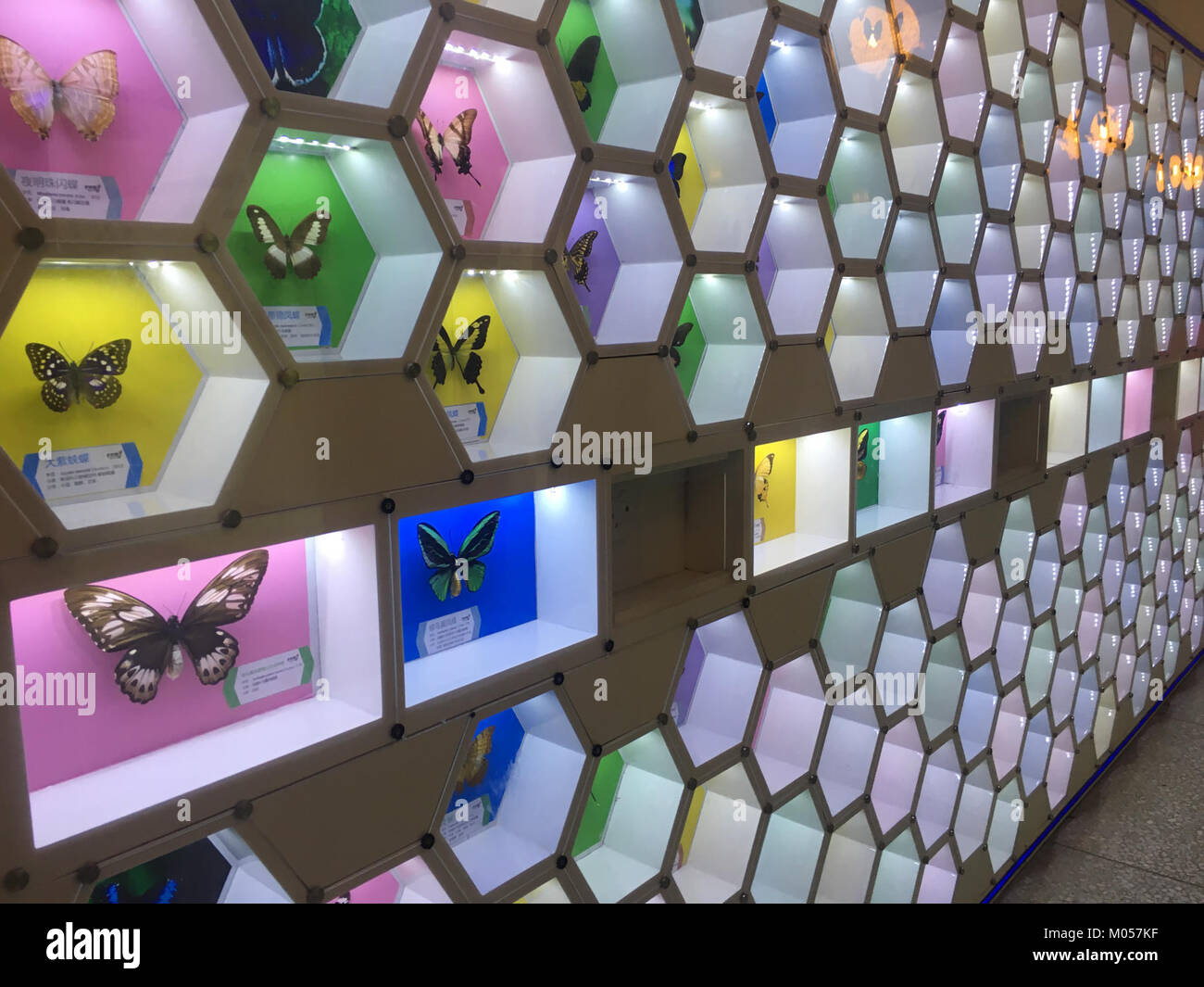 The Butterfly Specimen Exhibition in Guangming Butterfly Valley ...