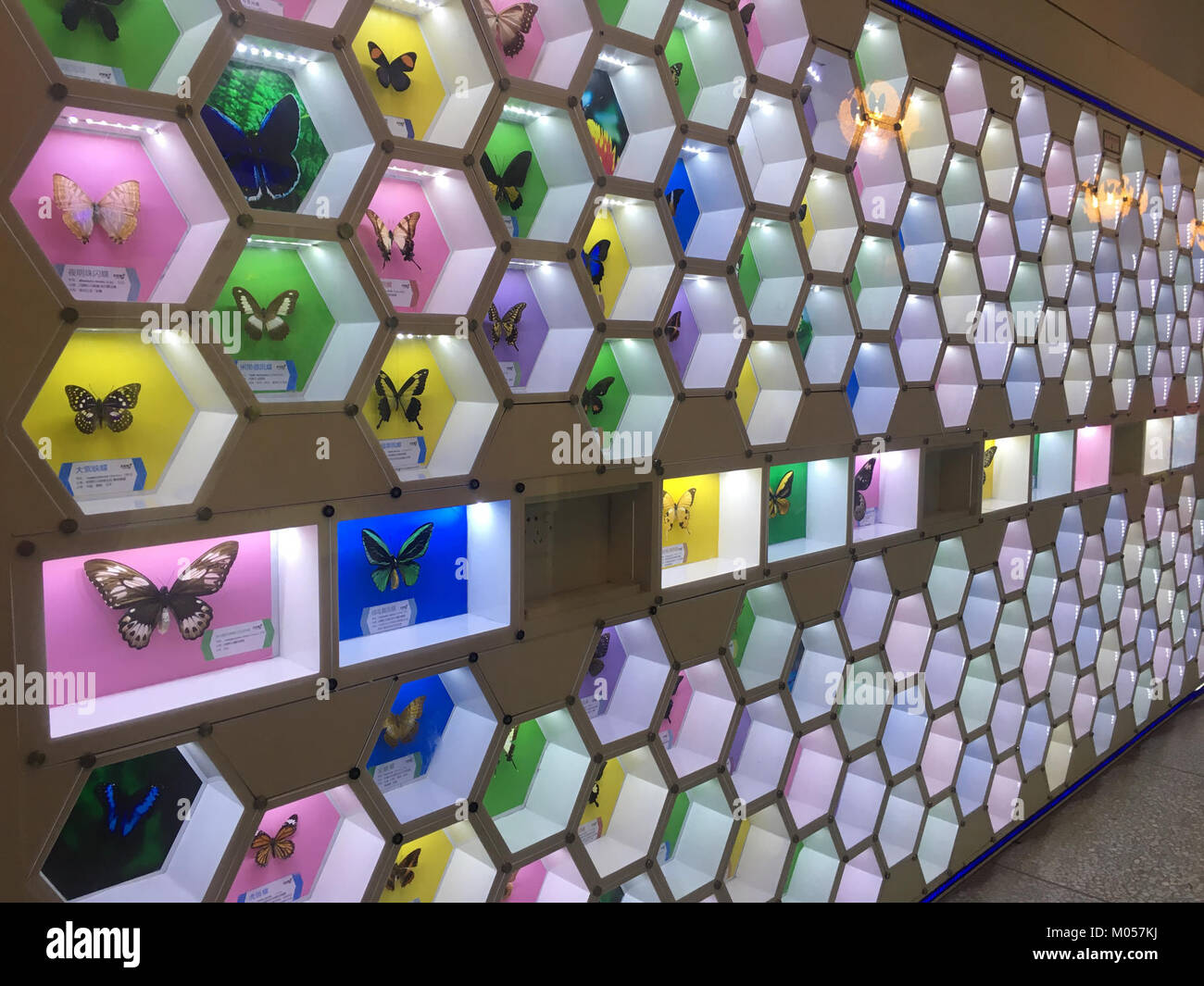 This image captures a butterfly specimen exhibition at the Guangming ...