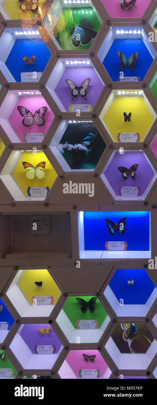 An exhibition showcasing various butterfly species at the Guangming ...