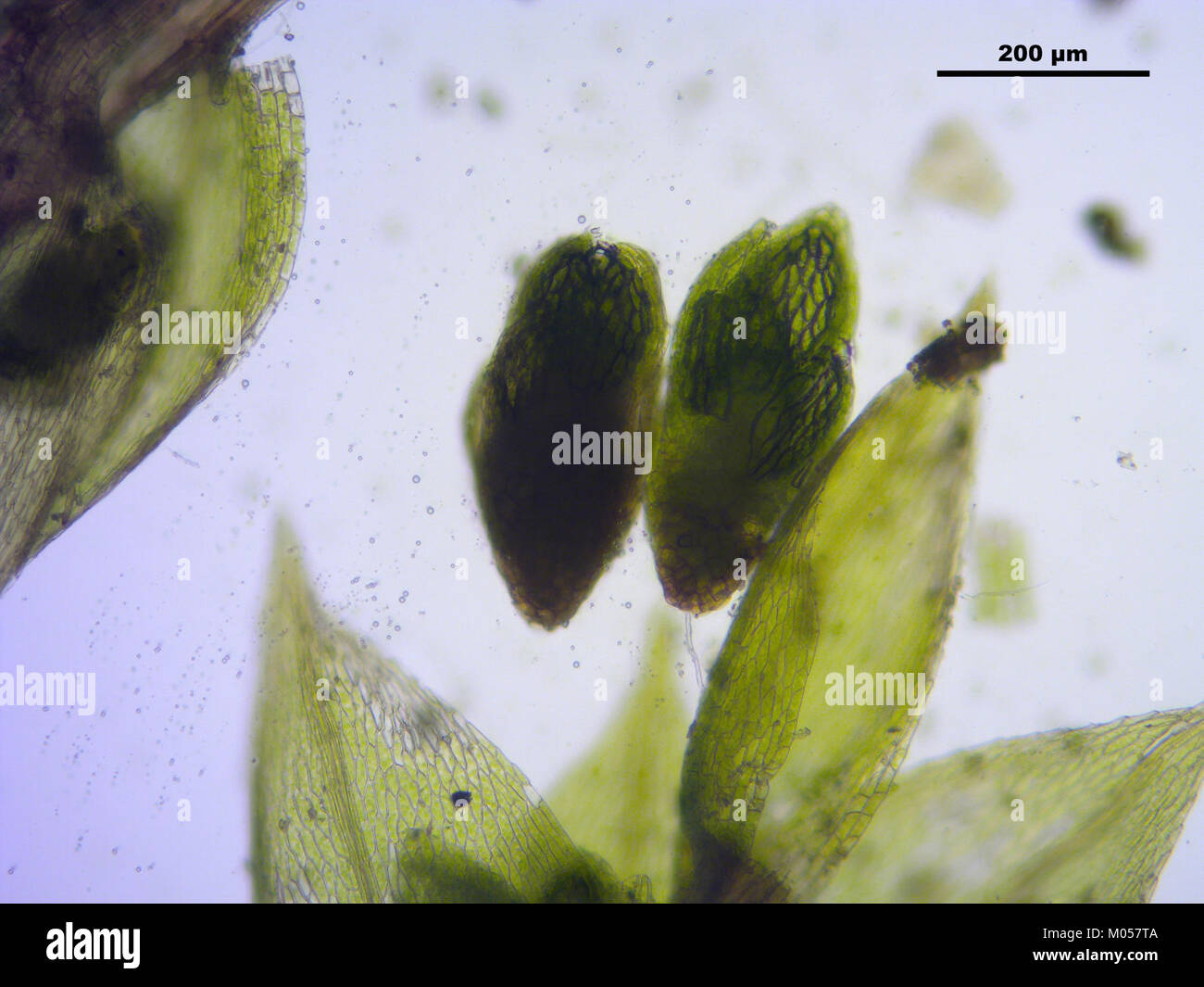 Bryum barnesii is a species of moss in the Bryaceae family, known for ...