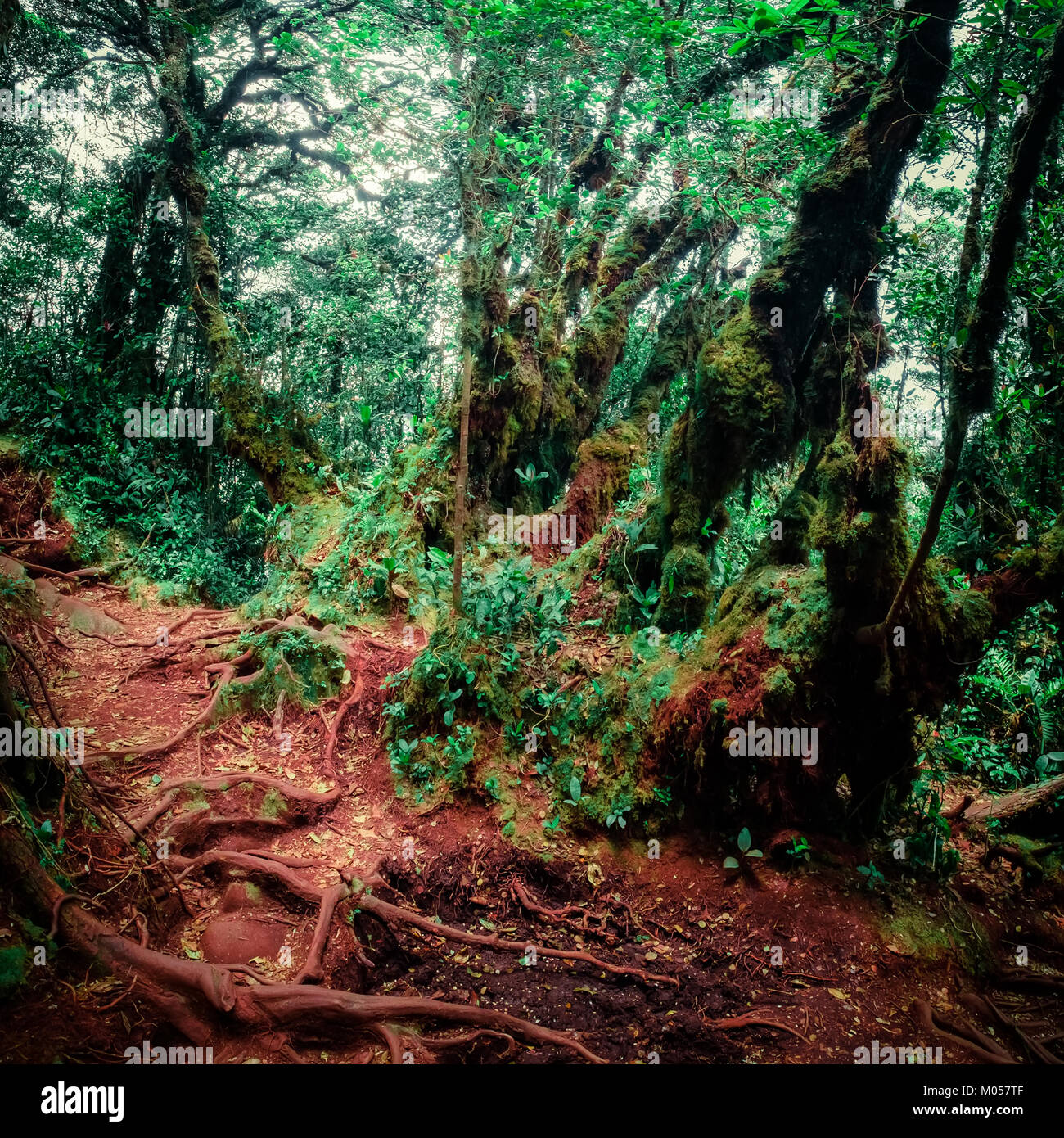 Surreal colors of gloomy tropical forest shrouded in mist and overgrown ...