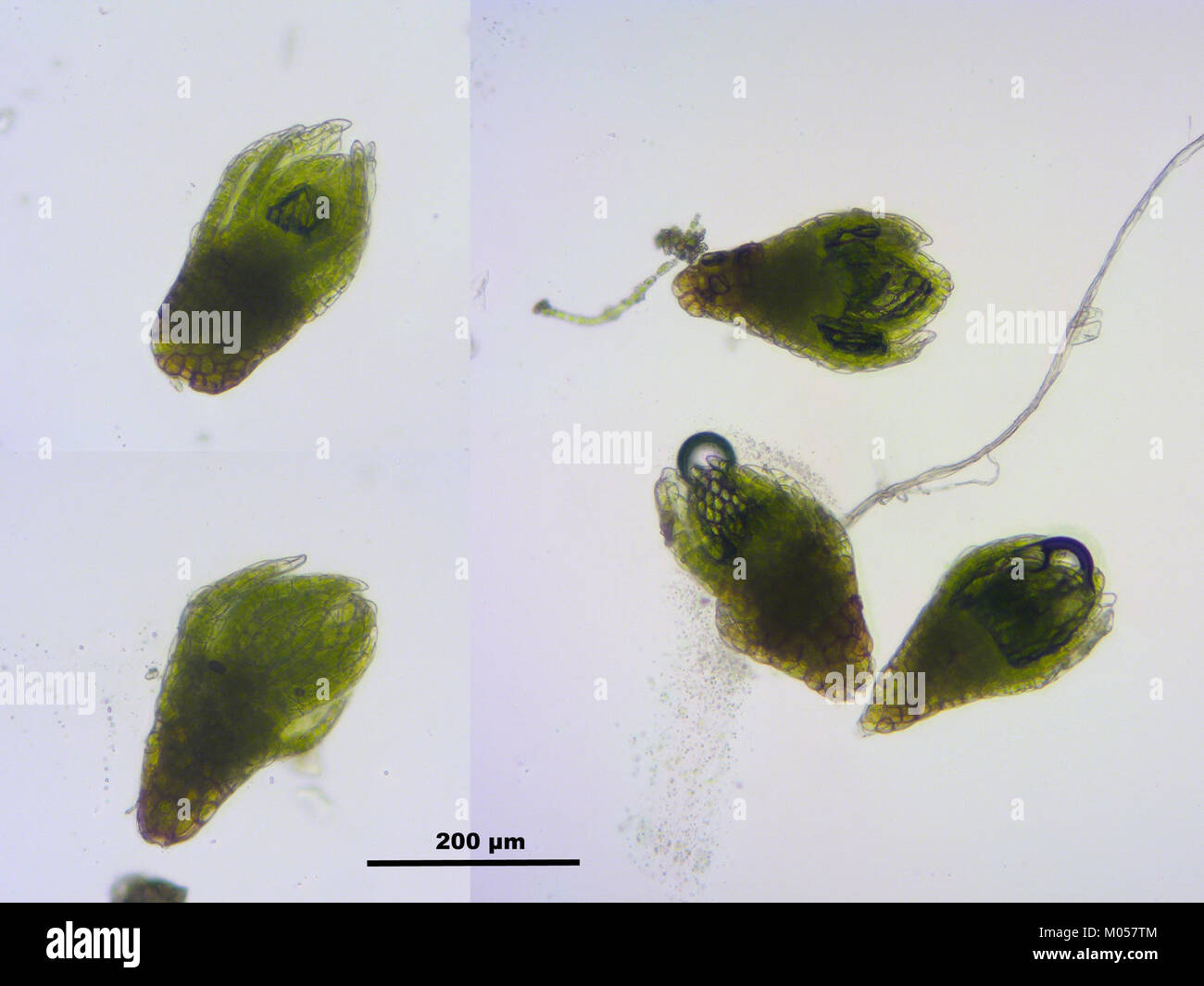 Plants found in damp areas hi-res stock photography and images - Alamy