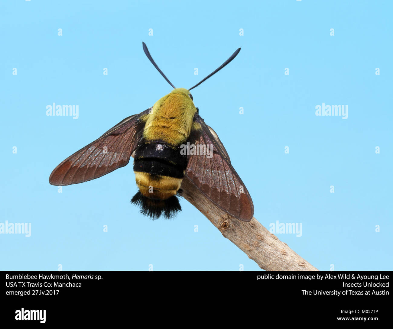 The Bumblebee Hawkmoth, scientific name Hemaris sp., is a species of ...