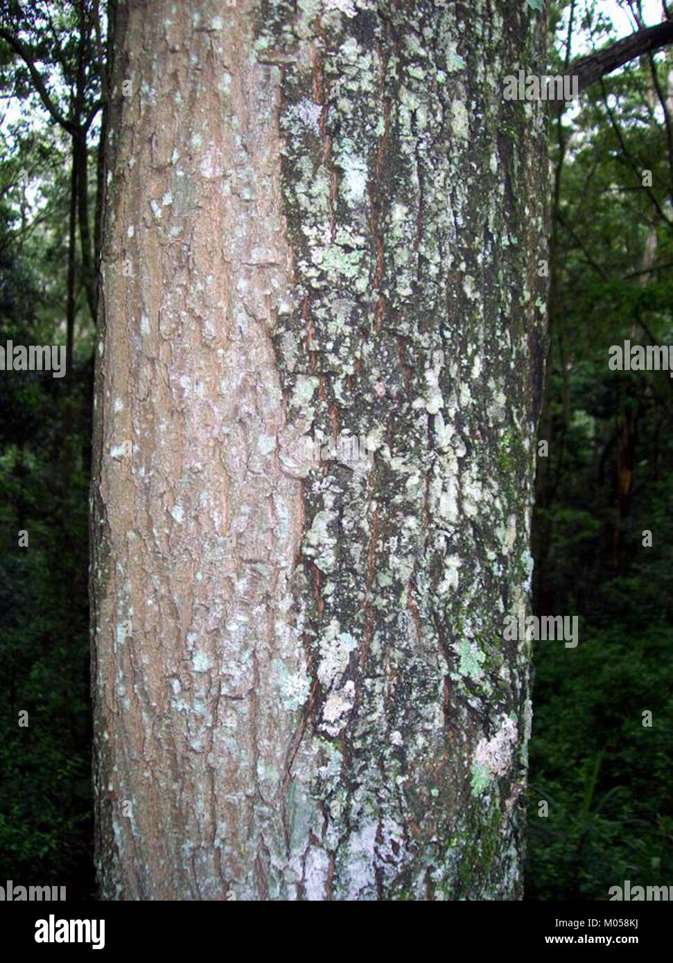 Bridelia hi-res stock photography and images - Alamy