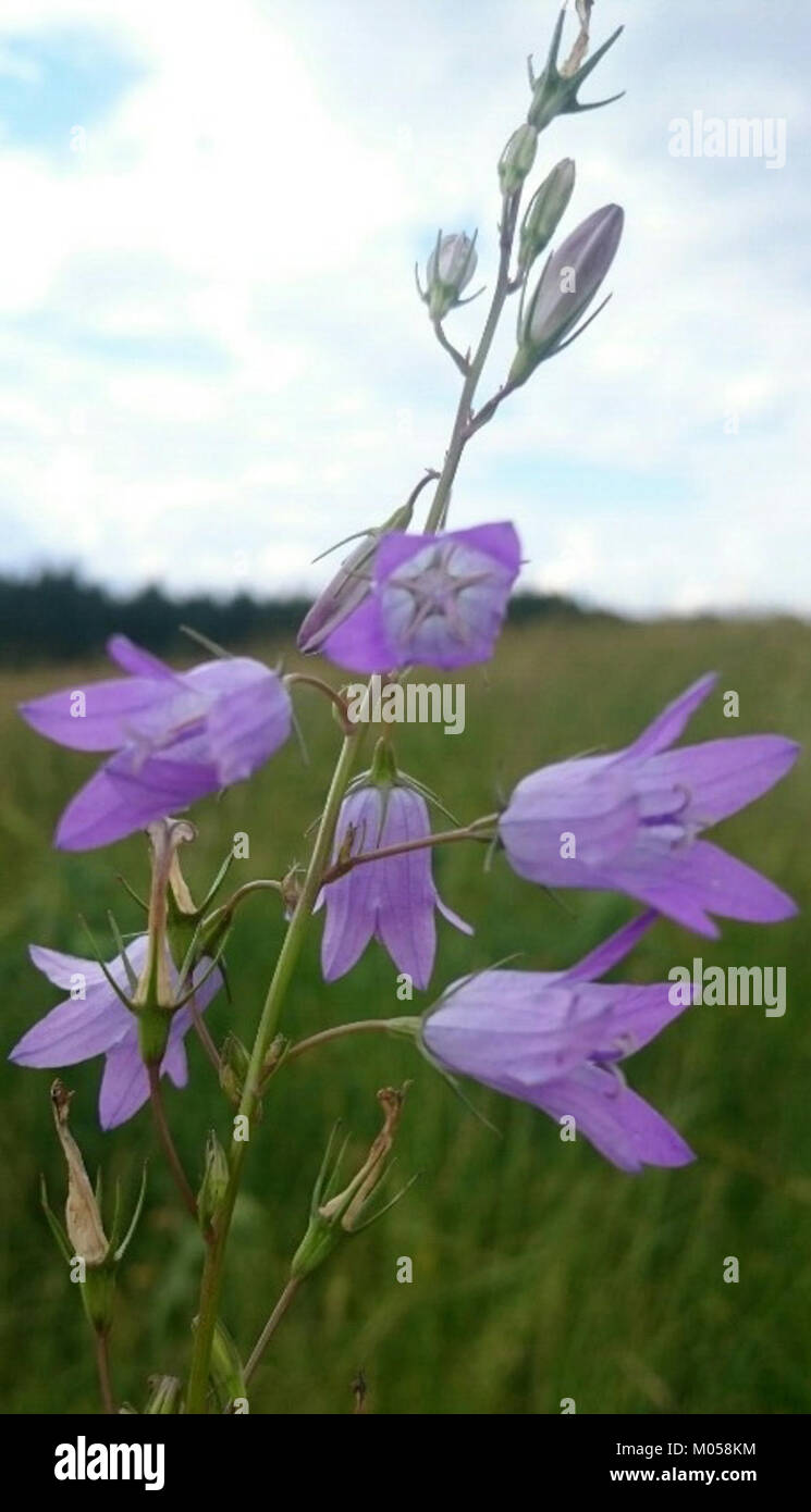 Campanula rapunculus, also known as Rampion Bellflower, is a species ...