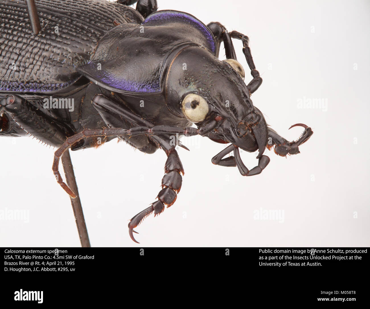 Calosoma externum hi-res stock photography and images - Alamy