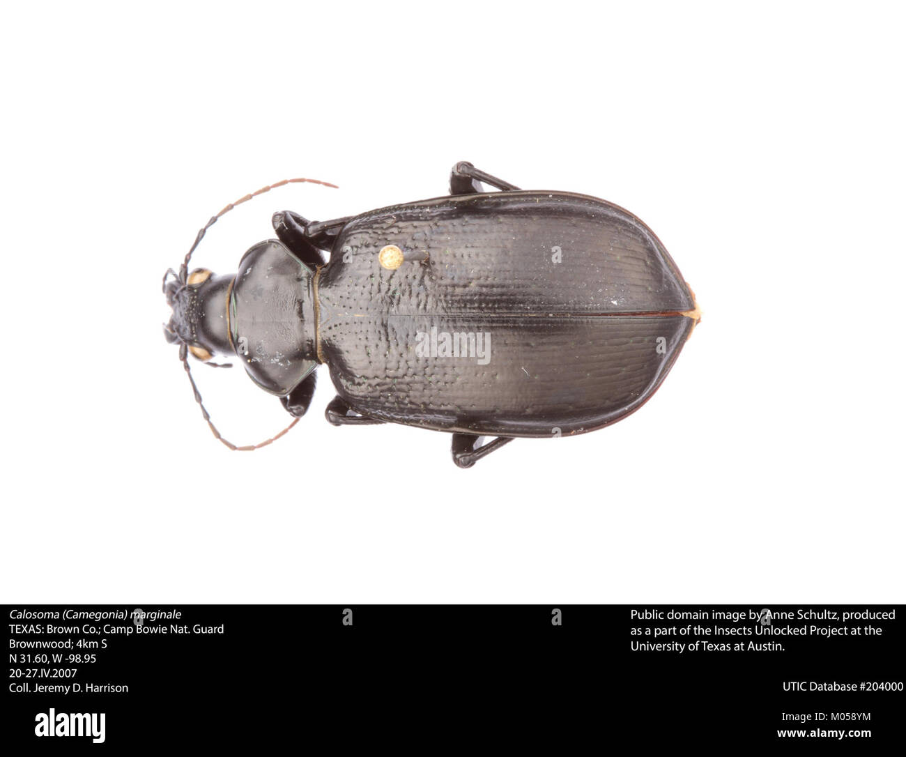 Calosoma marginale hi-res stock photography and images - Alamy