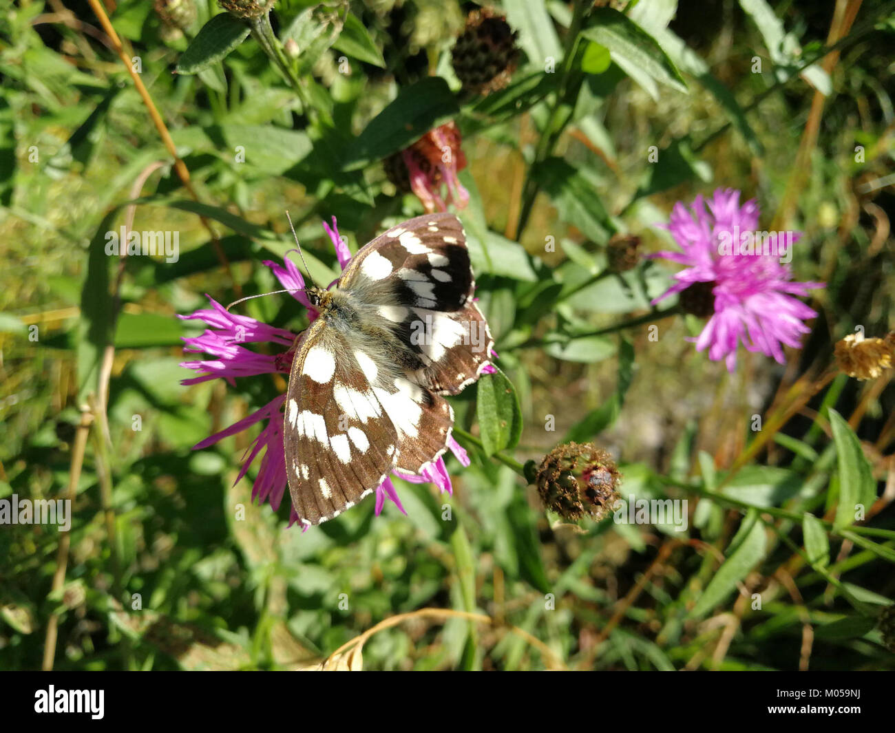A photograph of a butterfly taken in 2015, highlighting the vibrant colors and intricate wing ...