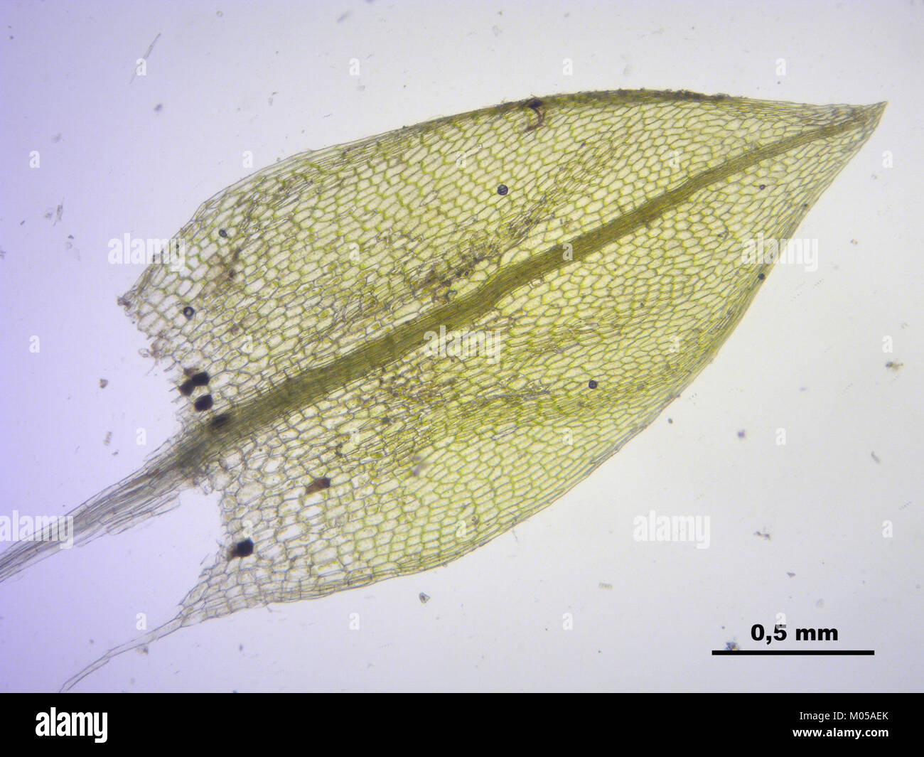 Bryum schleicheri is a species of moss, identified and cataloged for ...