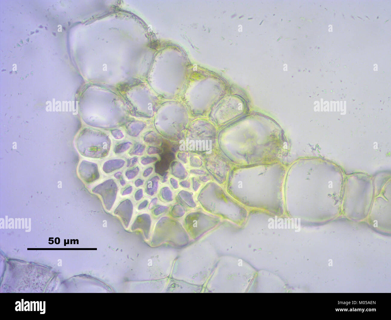 Bryum schleicheri is a species of moss in the family Bryaceae, found in ...