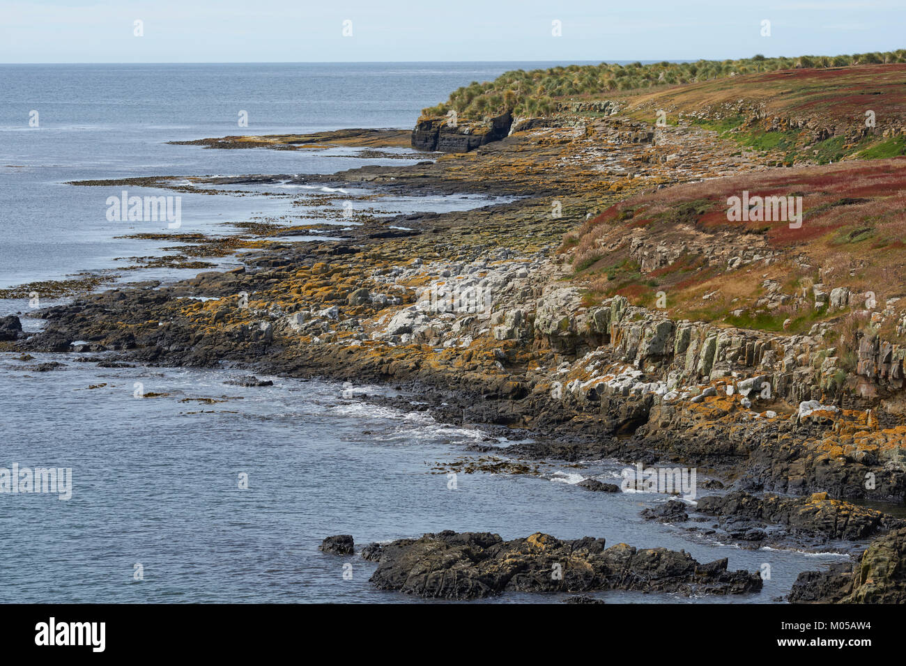 Colourfully grasses and lichens along the coastline of Bleaker Island ...