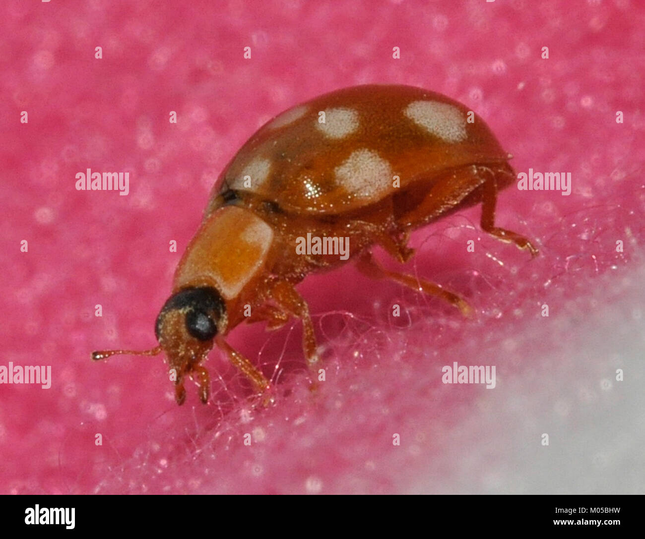 Ladybug spots hi-res stock photography and images - Alamy