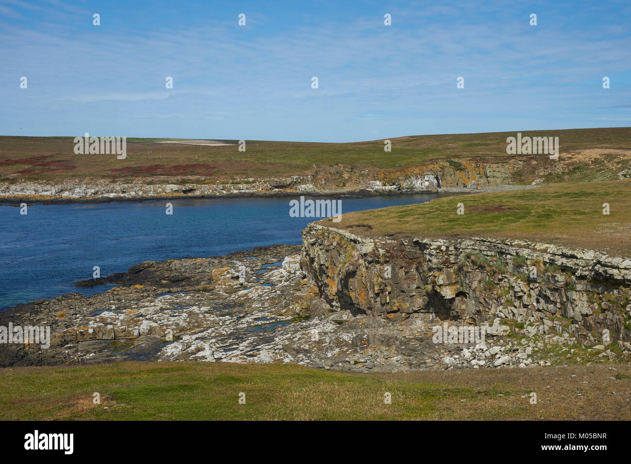 Colourfully grasses and lichens along the coastline of Bleaker Island ...