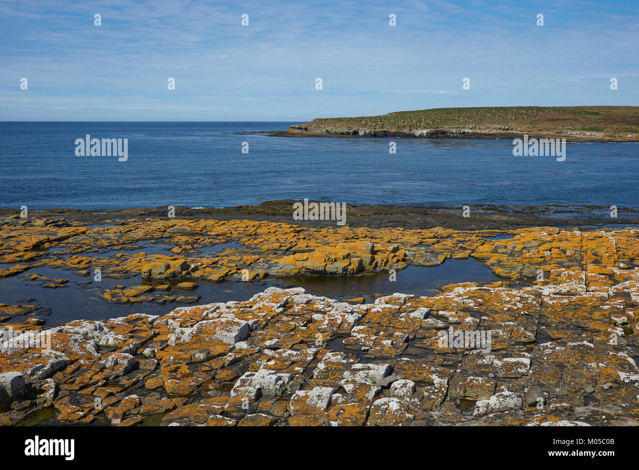 Colourful lichens and plants covering the rocky coastline of Bleaker ...