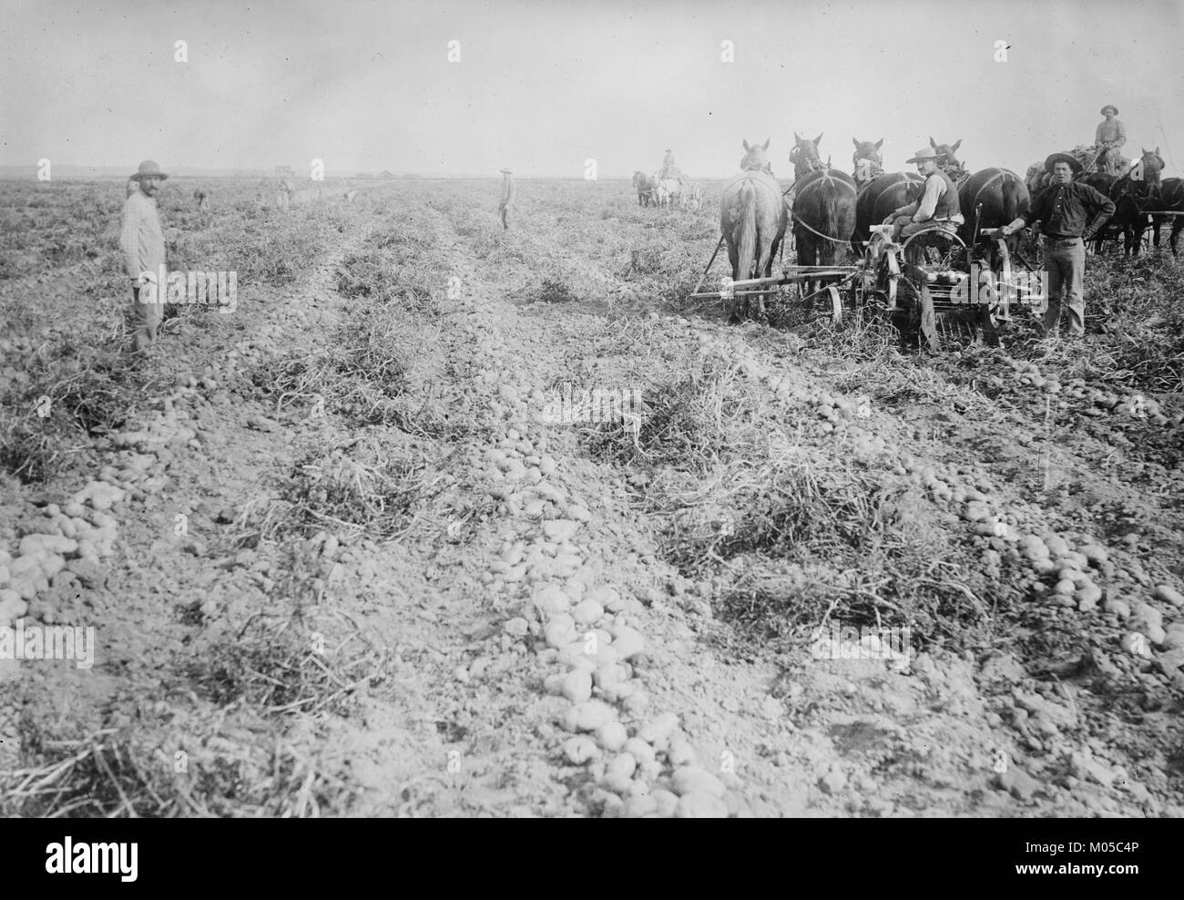 The potato field Black and White Stock Photos & Images - Alamy