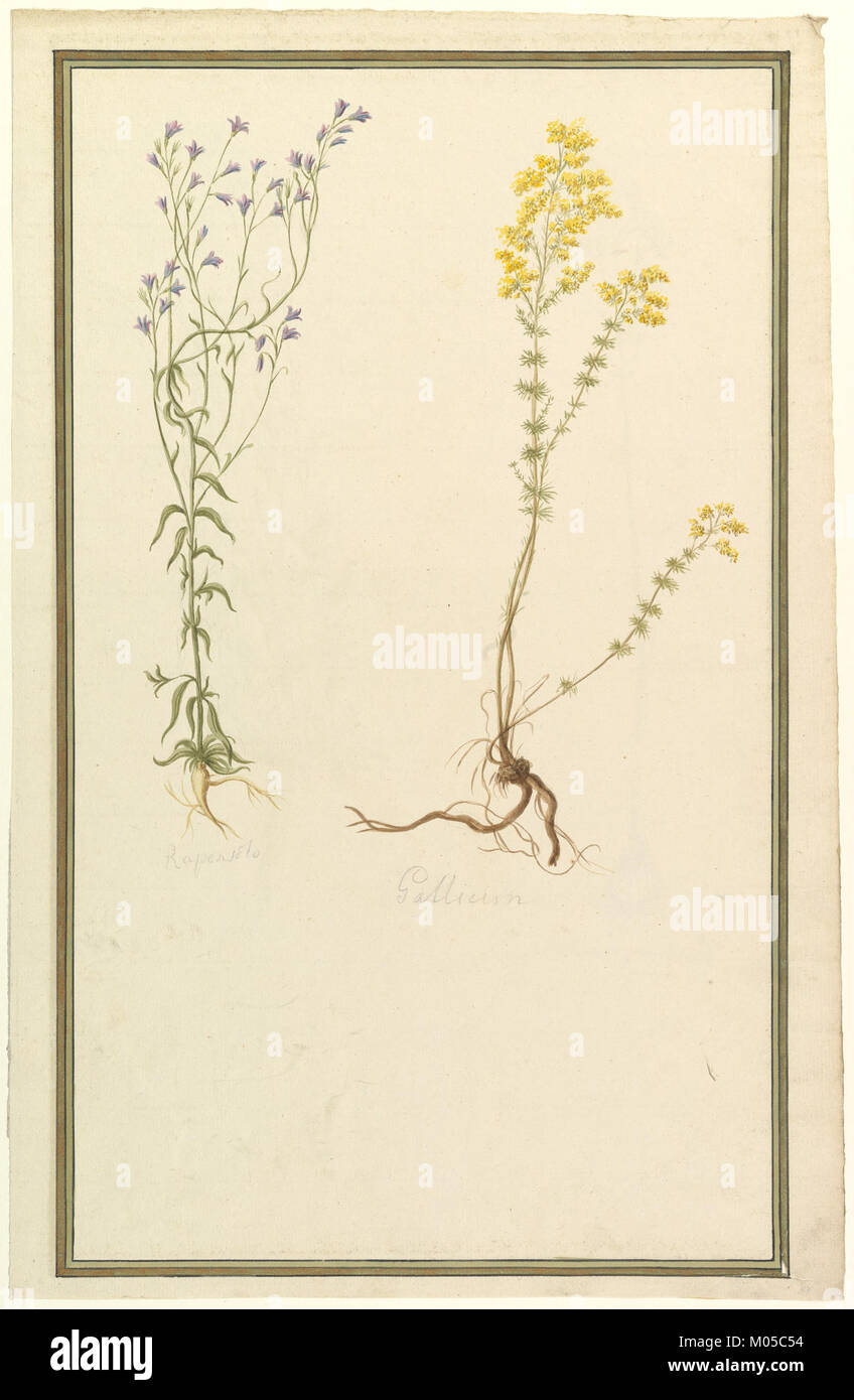 Vintage botanical studies hi-res stock photography and images - Alamy