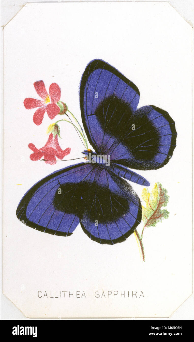 The illustration of Callithea Sapphira from 'The Butterflies and Moths ...