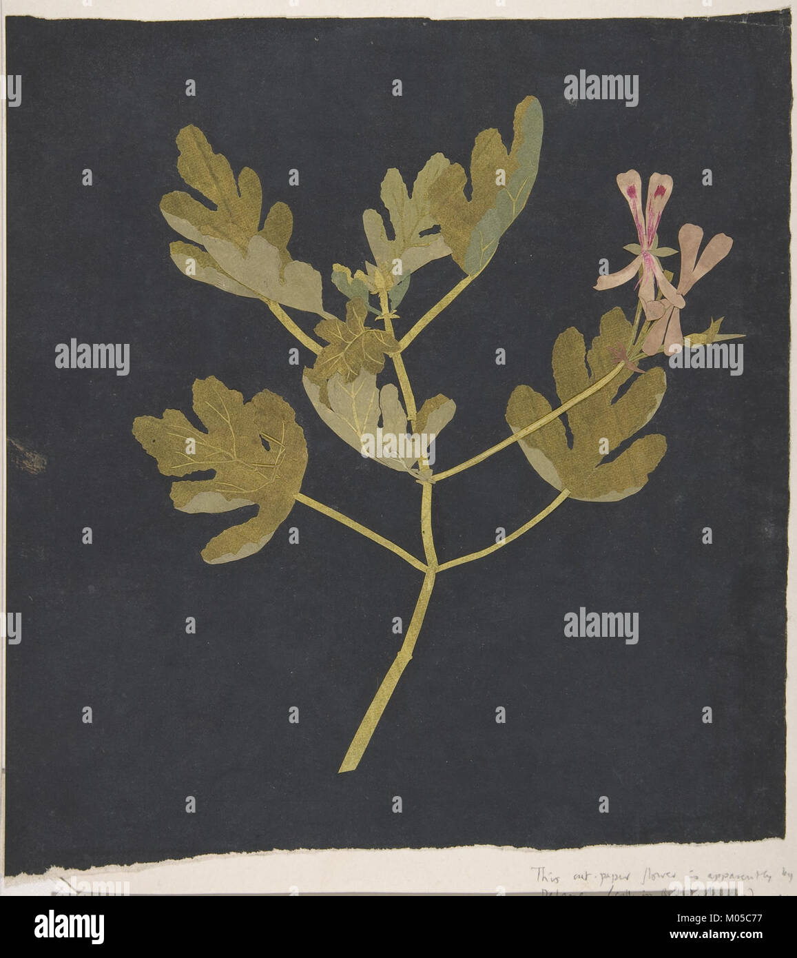 Ancient botanical study hi-res stock photography and images - Alamy