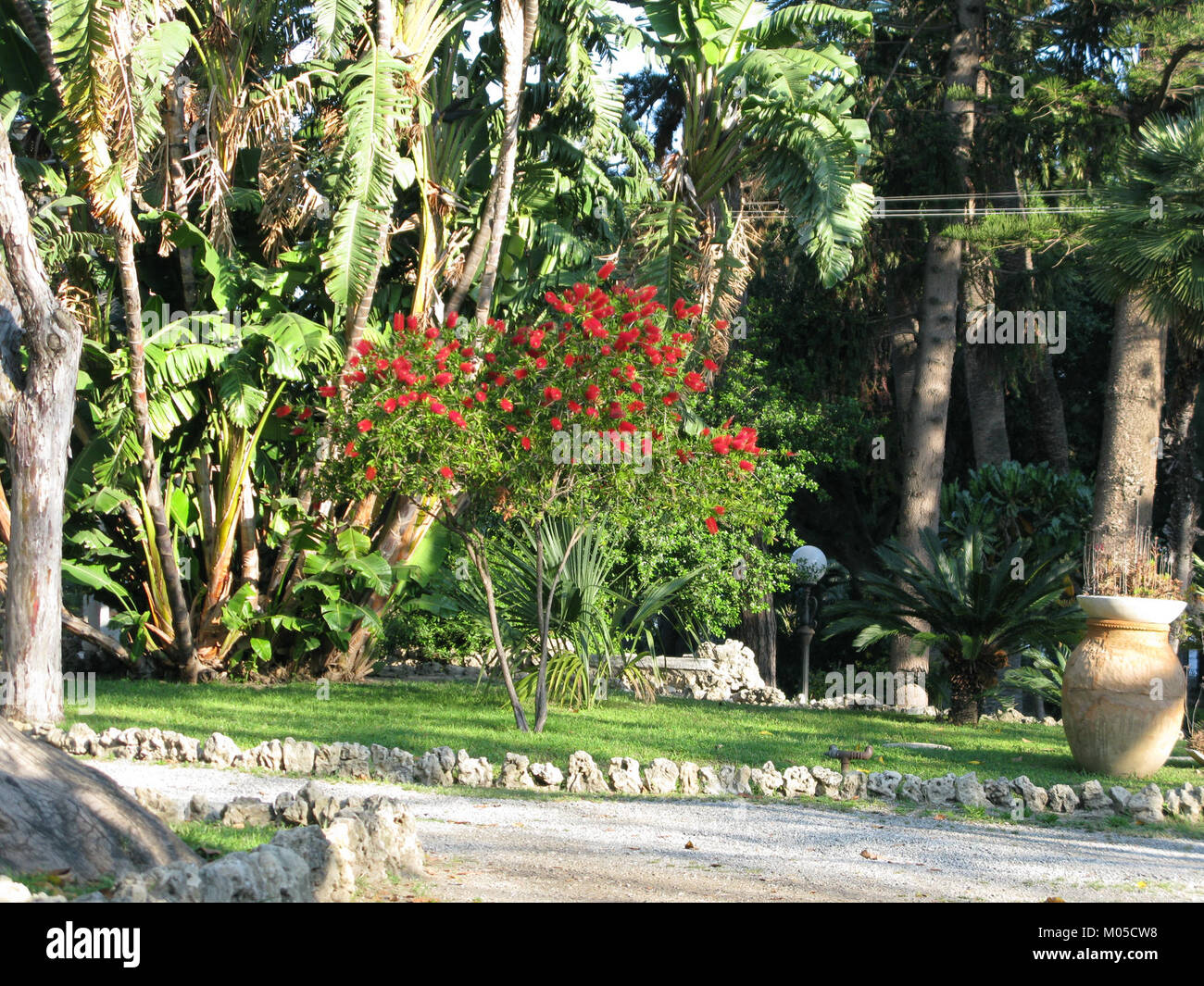 The Callistemon, also known as bottlebrush, is a flowering plant found ...