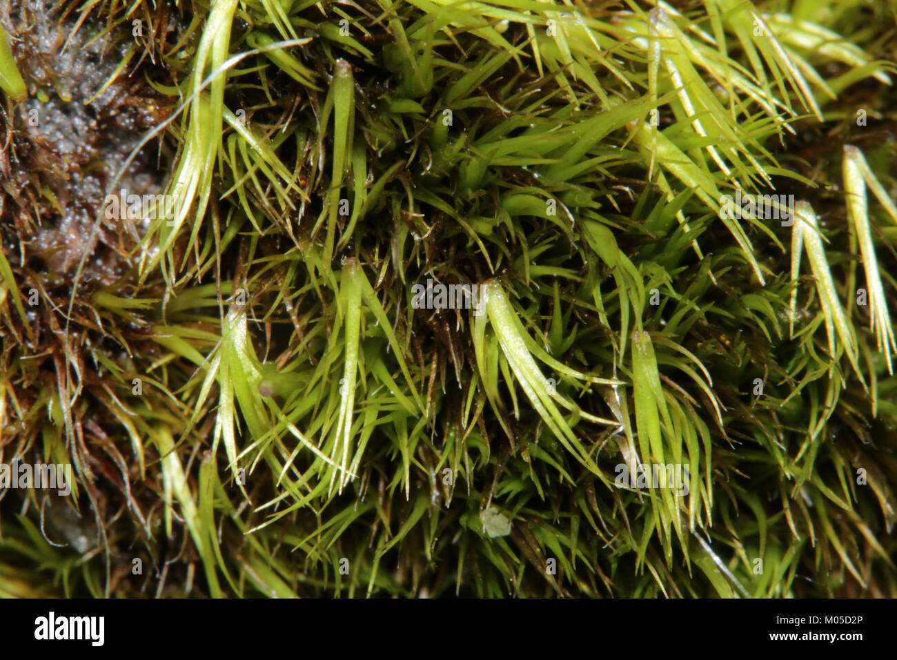 Campylopus subulatus hi-res stock photography and images - Alamy
