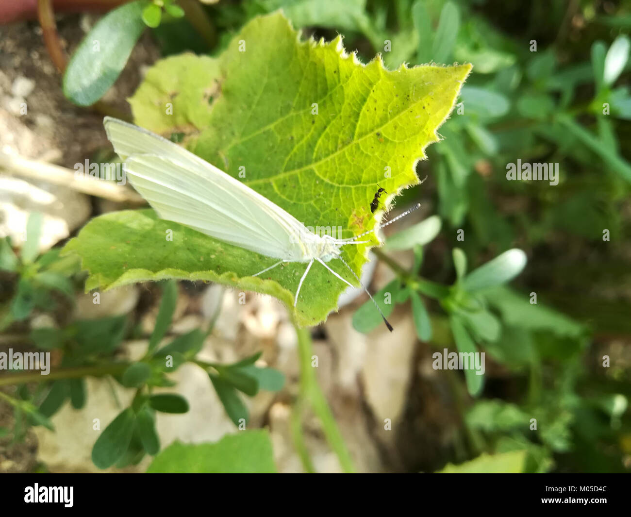 Complexity of butterfly anatomy hi-res stock photography and images - Alamy