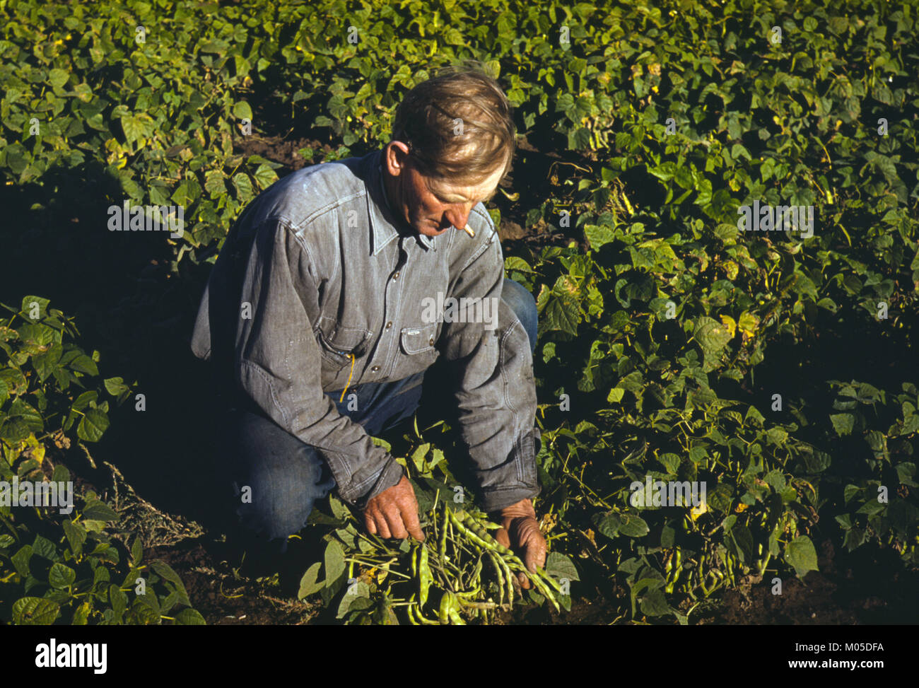 Farmer picking string beans hi-res stock photography and images - Alamy
