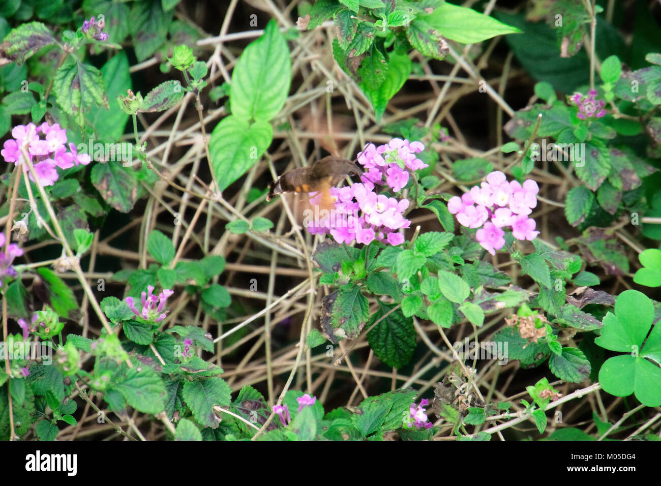 This image captures the lively scene of insects buzzing above a garden ...