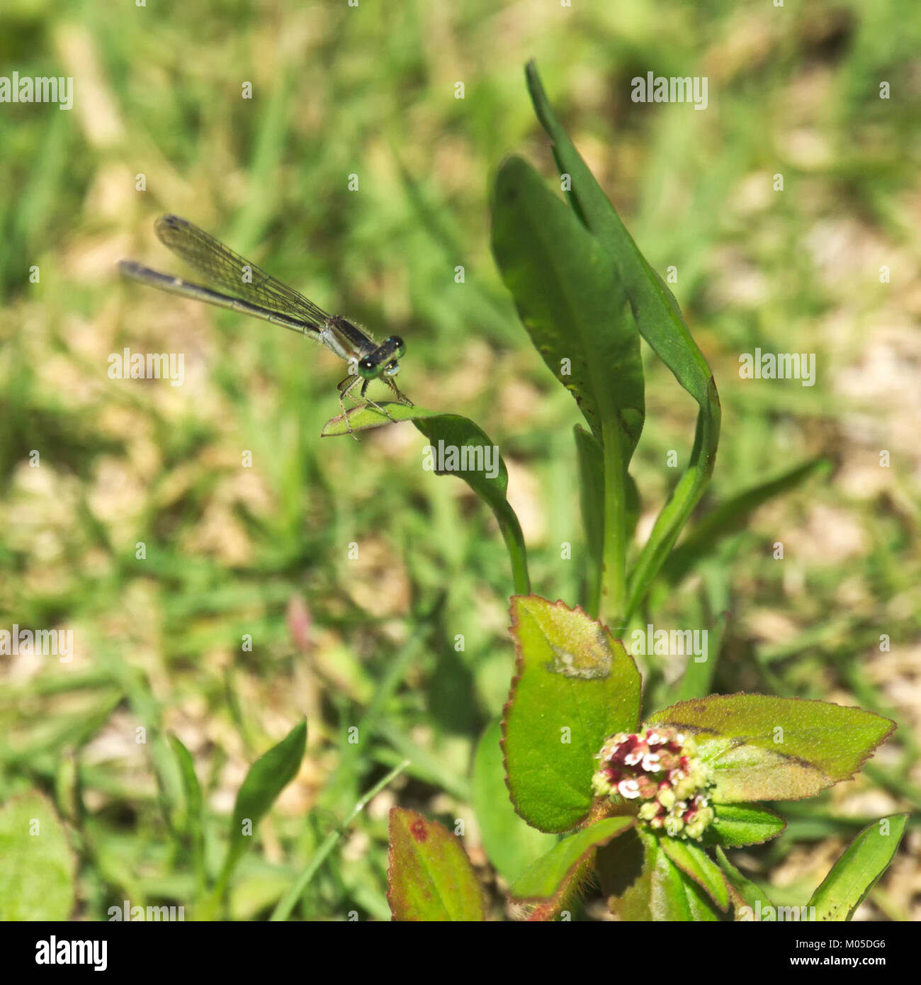 Diverse collection of insects hi-res stock photography and images - Alamy