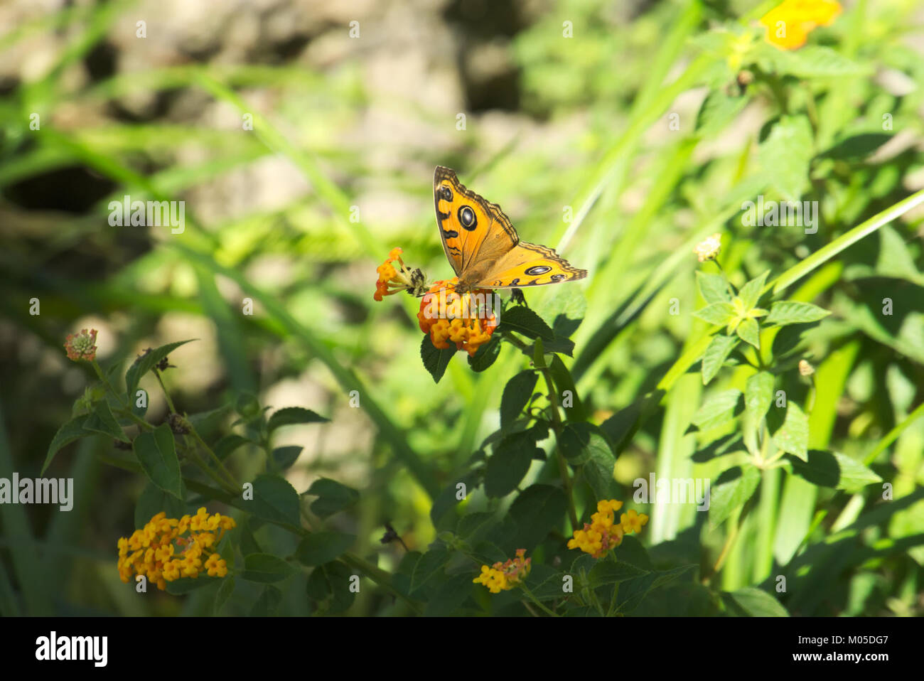 Bugs of Okinawa (27463909024 Stock Photo - Alamy