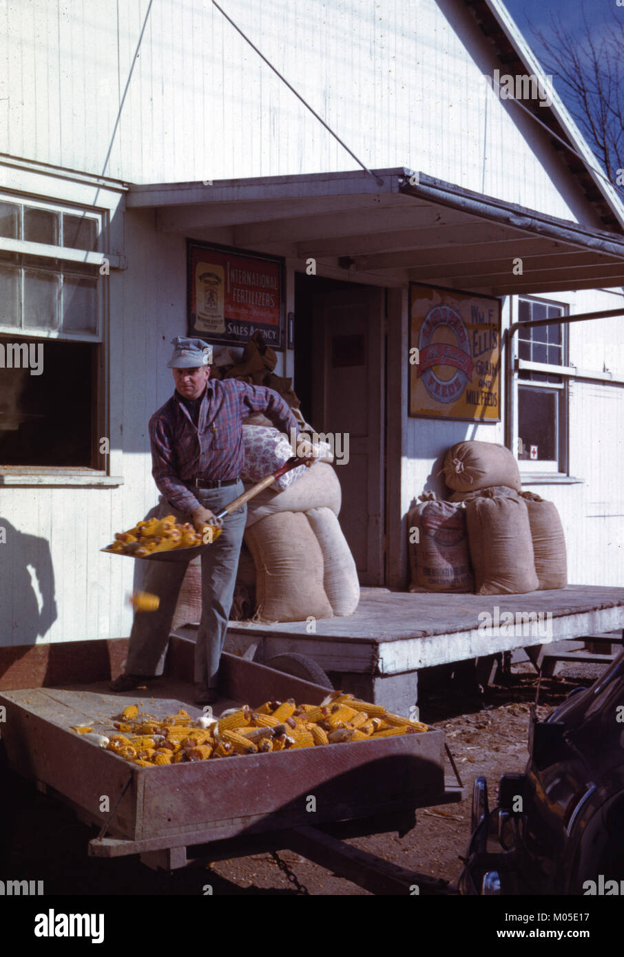 Man shoveling ears of dried corn from wagon through feed store window ...
