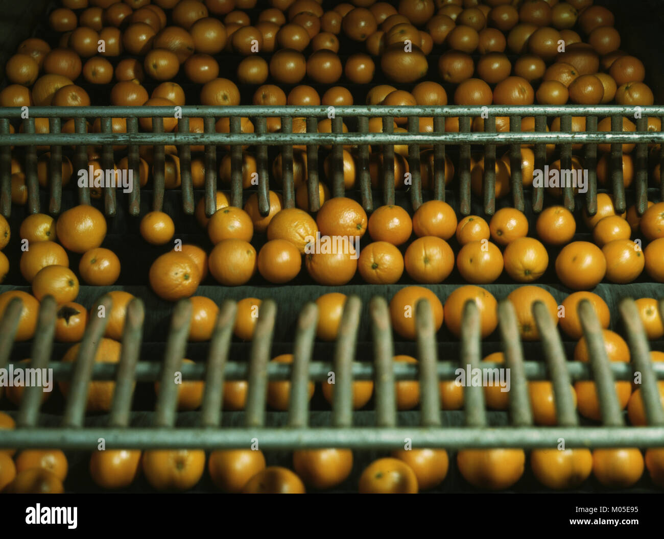 Packing of oranges hi-res stock photography and images - Alamy
