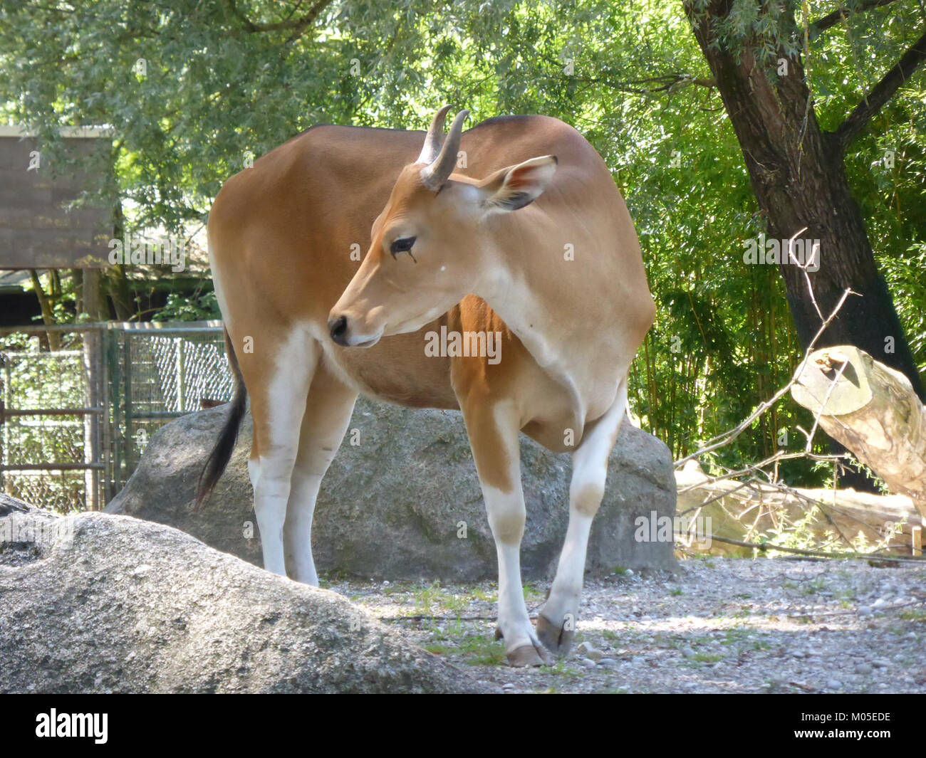 Bos javanicus known banteng hi-res stock photography and images - Alamy