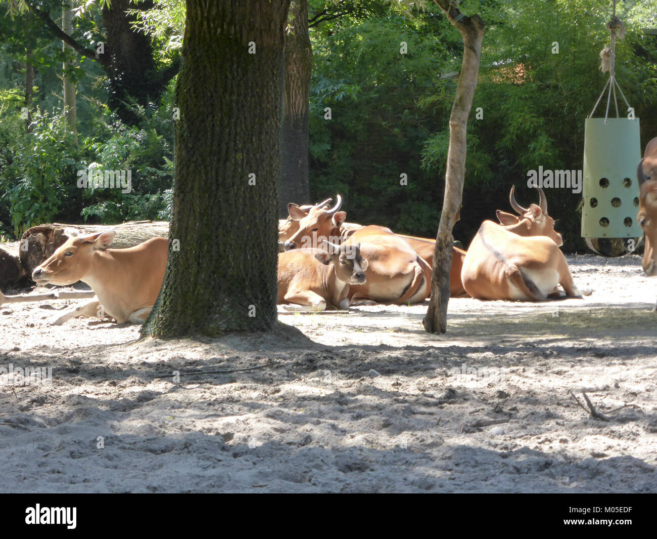 Bos Javanicus, also known as the Banteng, is a wild bovine species ...
