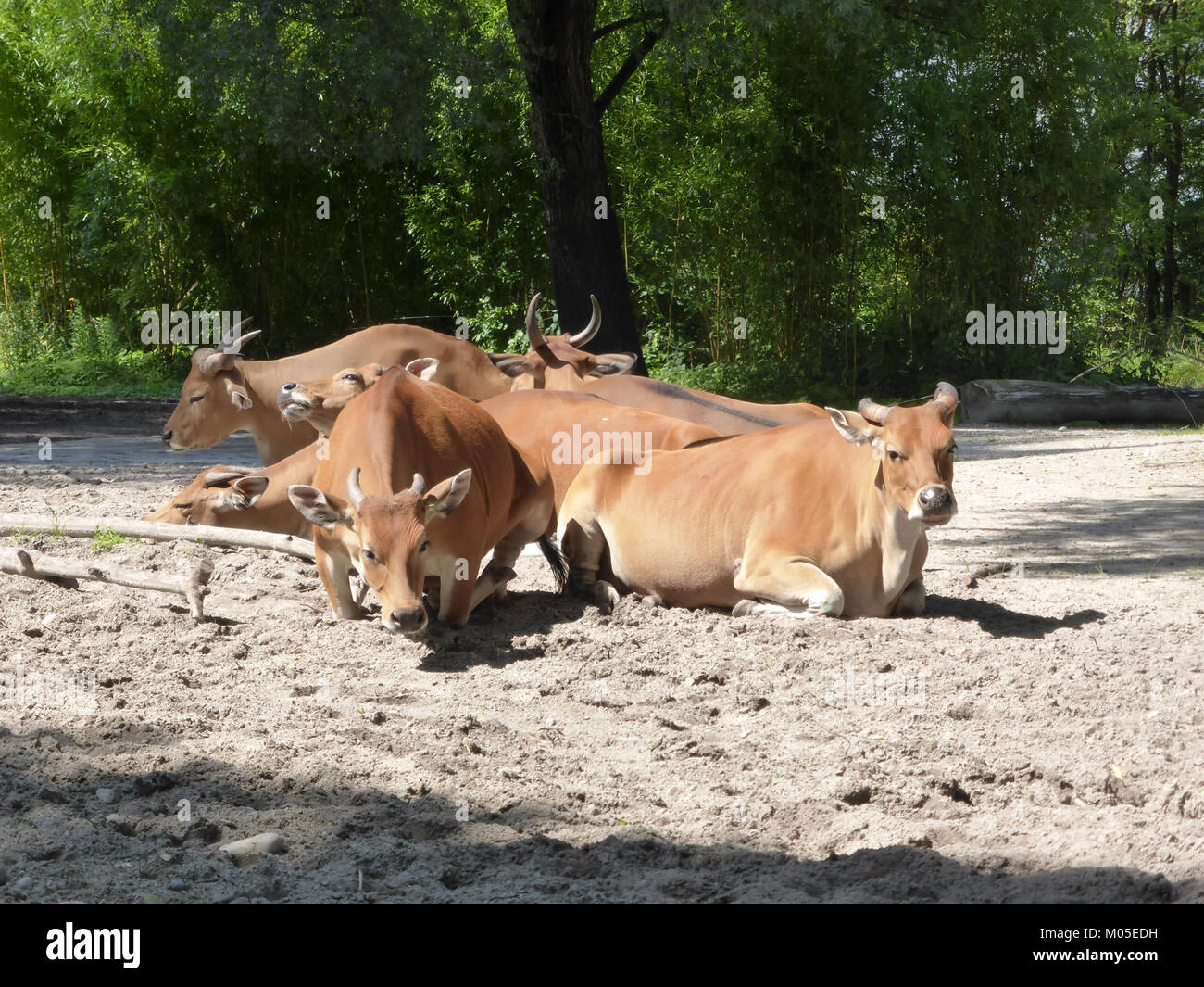 Bos javanicus, also known as the Banteng, is a species of wild cattle ...