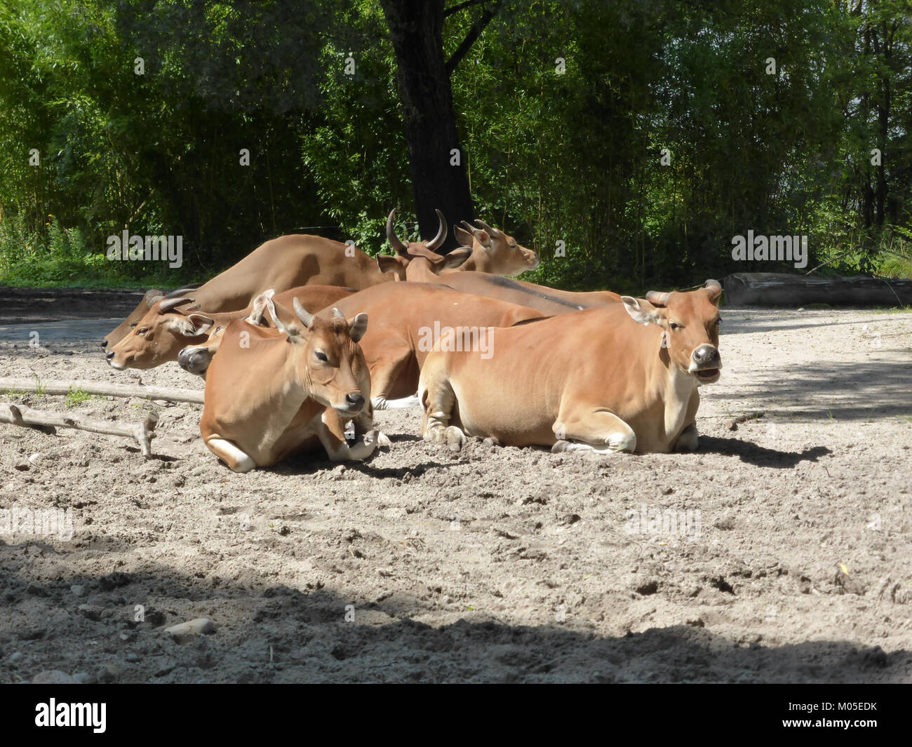 Bos javanicus, also known as the Banteng, is a species of wild cattle ...