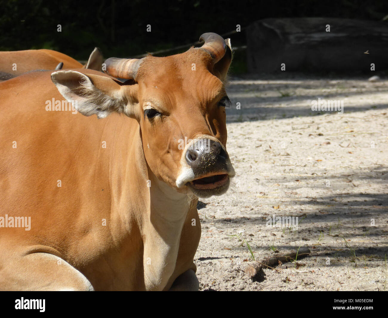 Bovines of southeast asia hi-res stock photography and images - Alamy