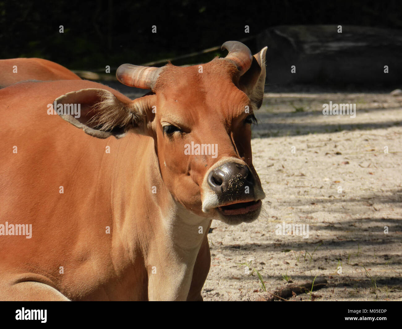 An image of the Bos javanicus, also known as the Javan banteng, a ...