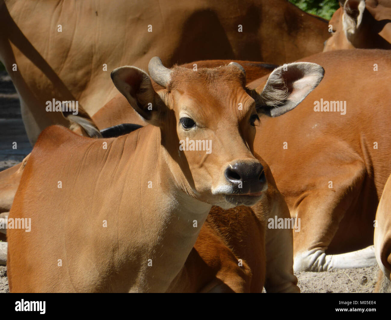 Bos javanicus, also known as the banteng, is a species of wild cattle ...