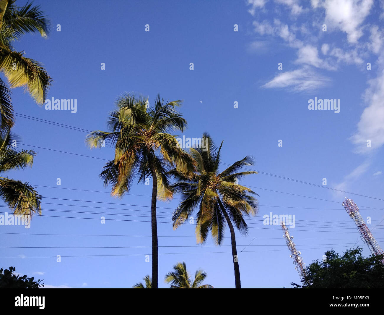 C tree likely refers to a specific species of tree, or a visual ...