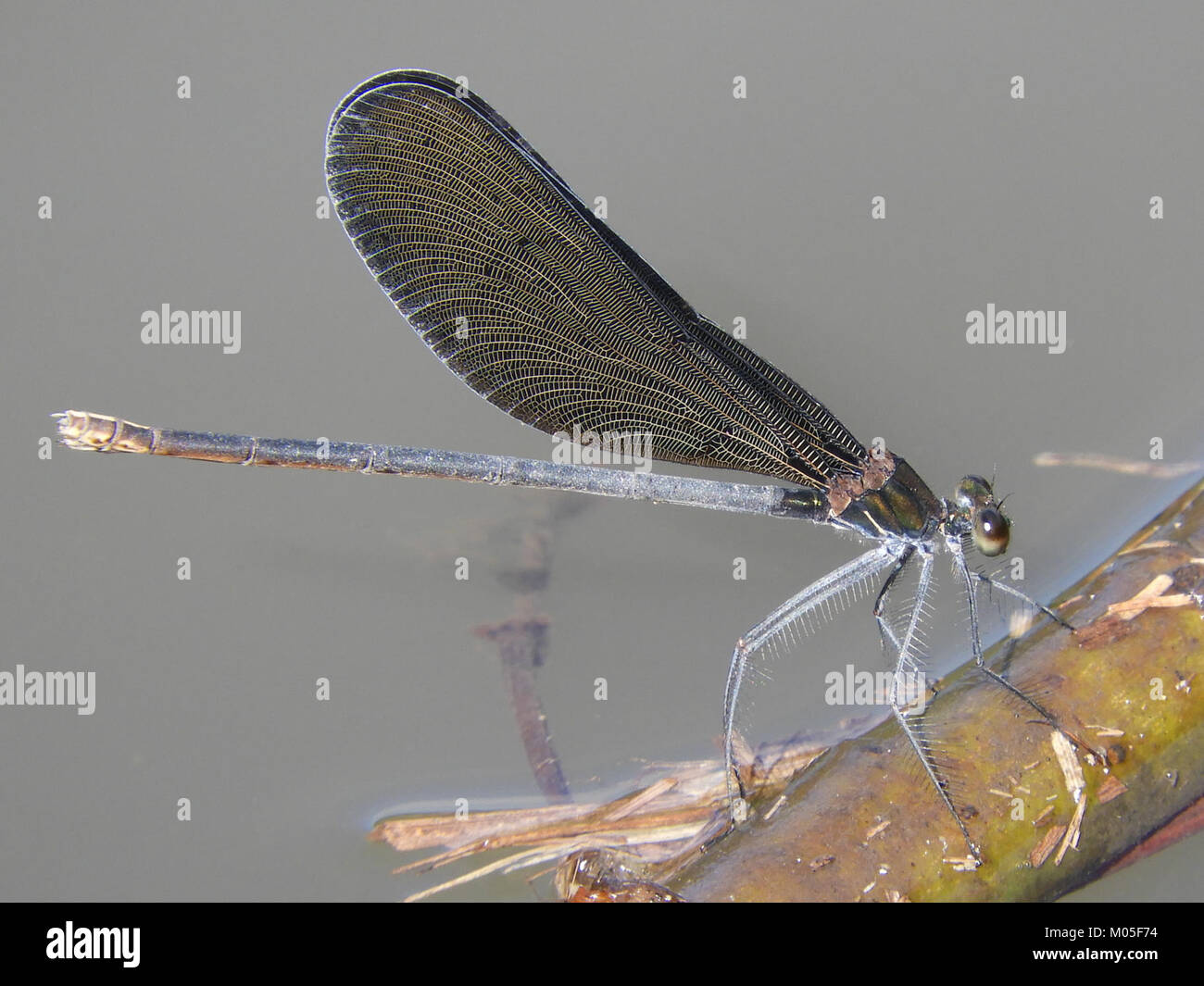 Calopteryx atrata hi-res stock photography and images - Alamy
